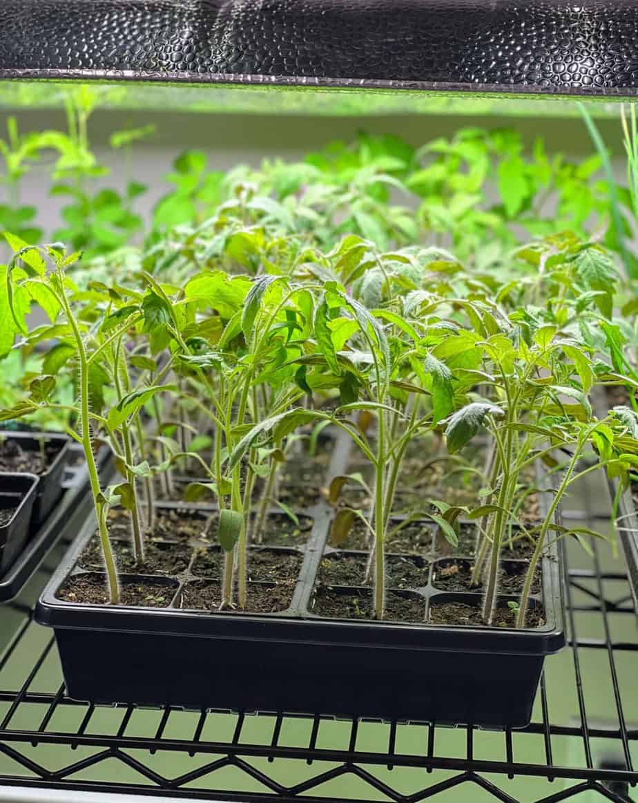 Simple and Affordable Seed Starting Setup - The From Scratch Farmhouse